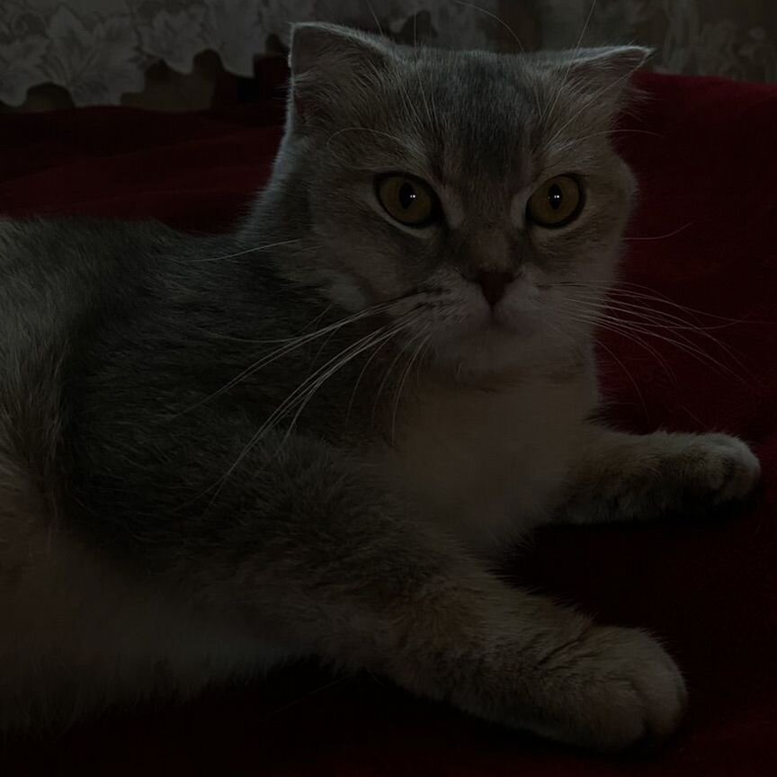 Без пароды