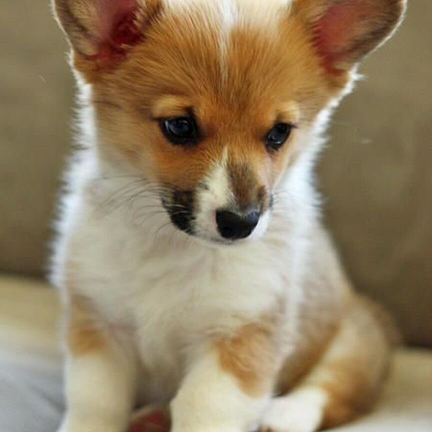 Вельш Корги Кардиган, щенок