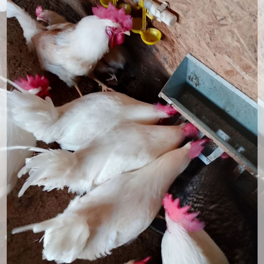 Продам молодых петухов