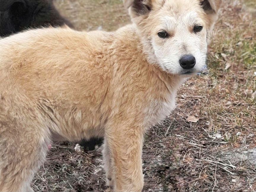 Щенки в семью