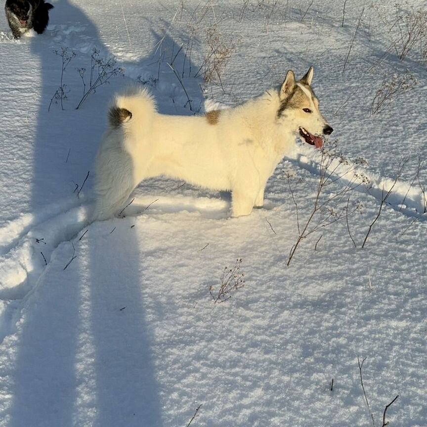 Вязка кобель зсл