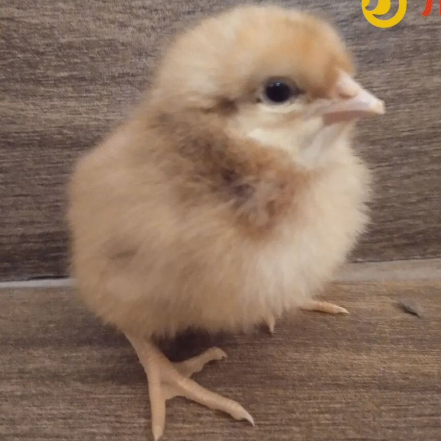 Цыплята Редбро суточные в наличие и под заказ