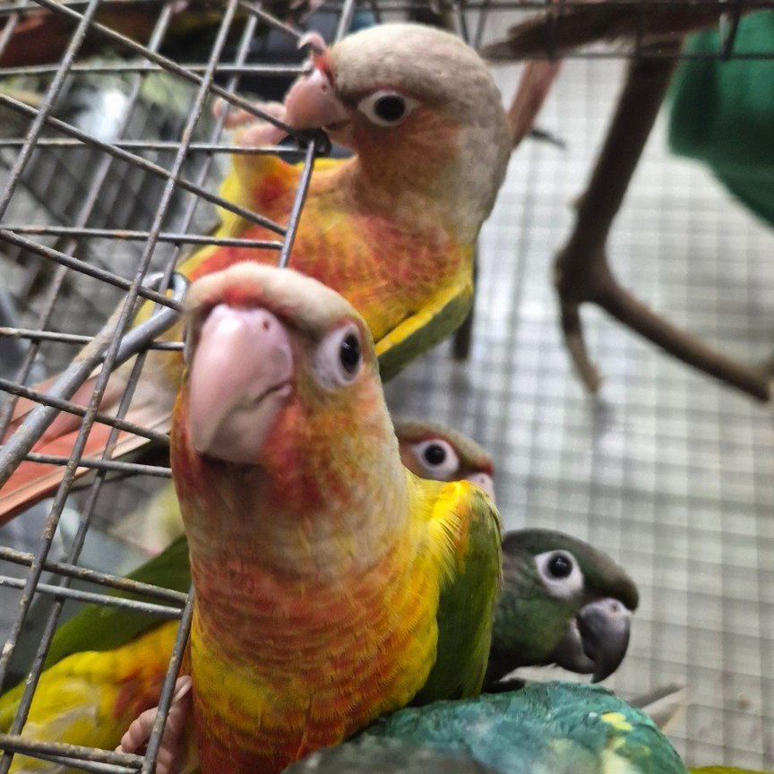 Попугай пиррура птенцы выкормыши ручные