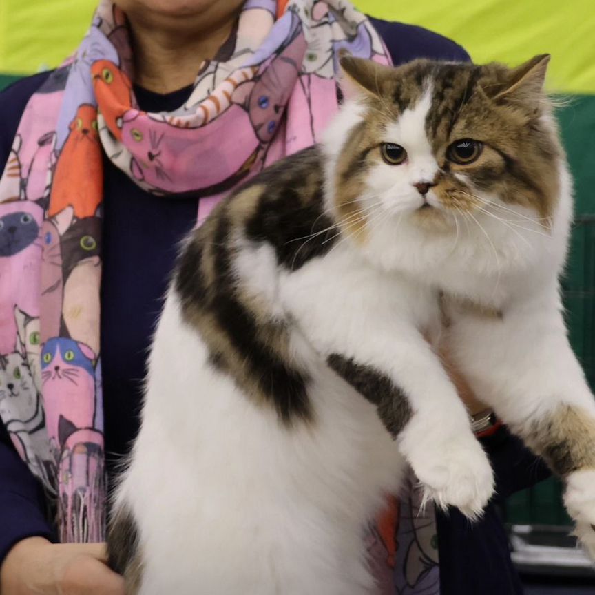 Котик халейнд страйт