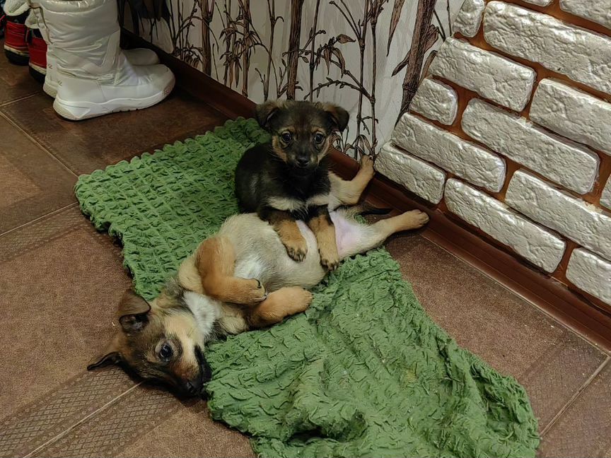 Маленькие собачки в приюте