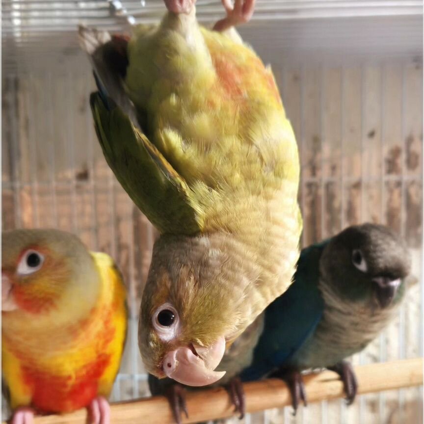 Попугай пиррура выкормыш ручной