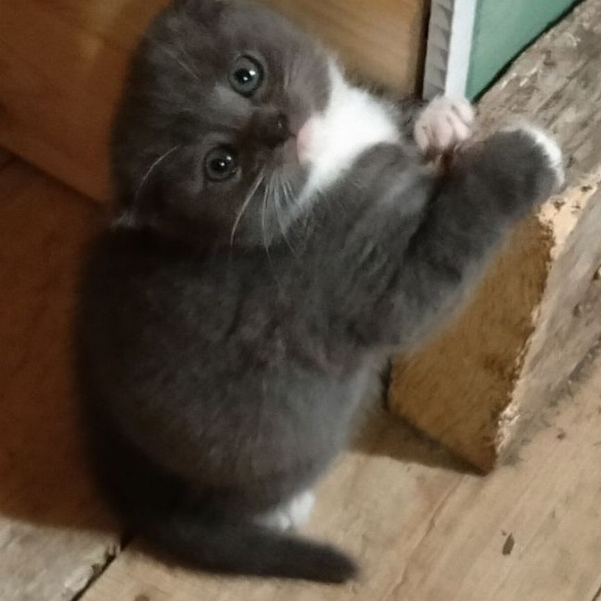 Котятки в добрые руки