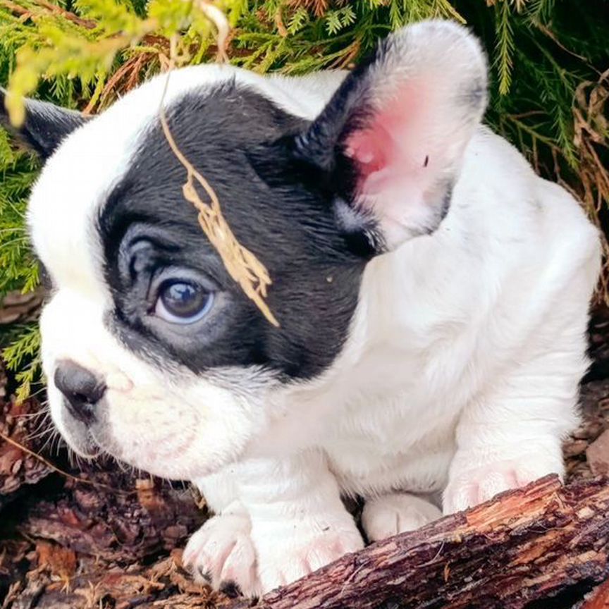 Французский бульдог щенки документы