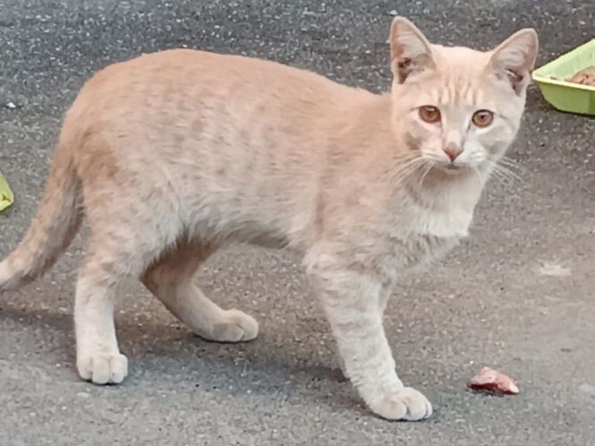 Котик с янтарными глазами