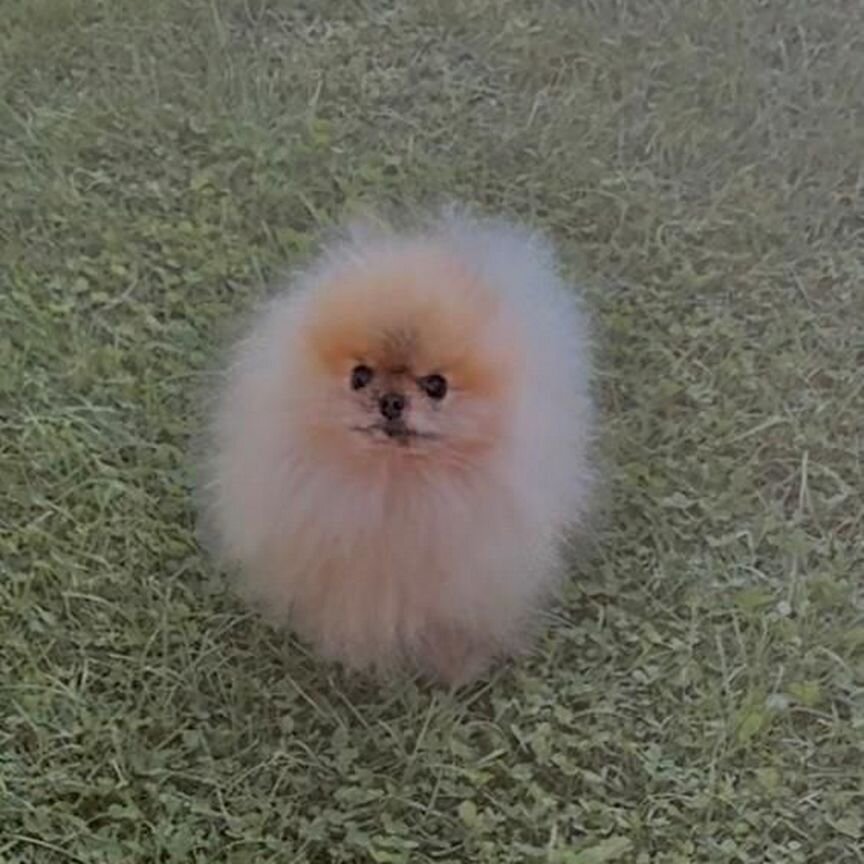 Померанский шпиц