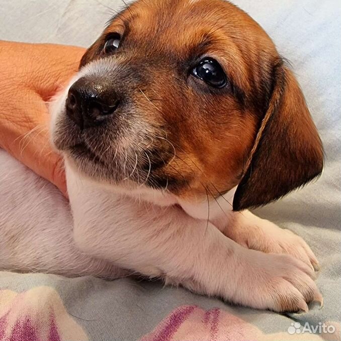 Щенок джек рассел девочка