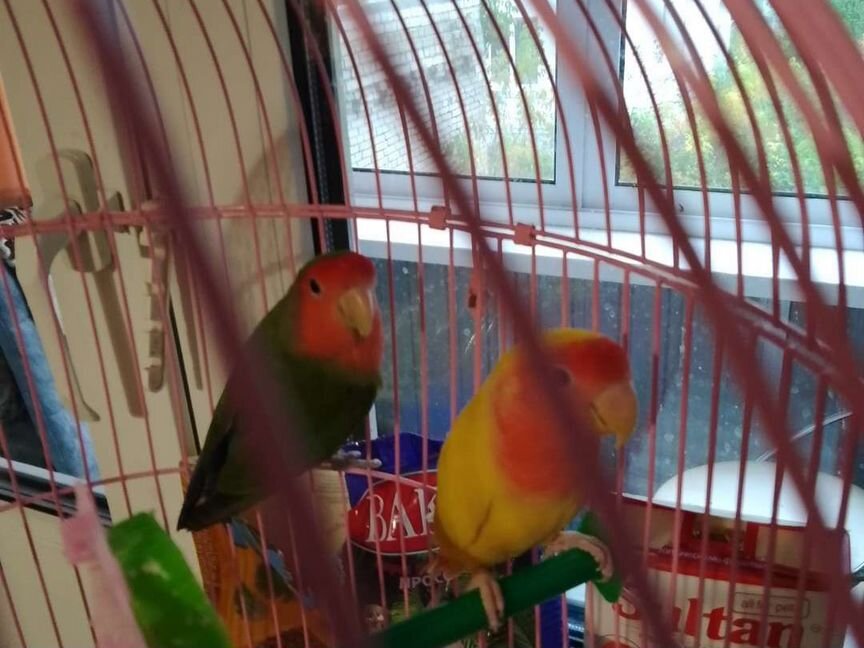 Попугай неразлучники с клеткой