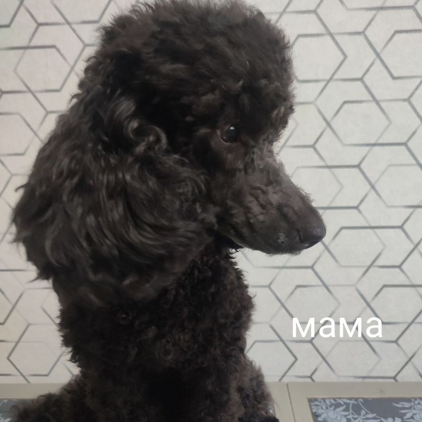 Щенки карликового пуделя