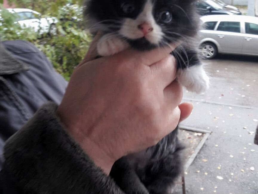 Котёночек в добрые руки