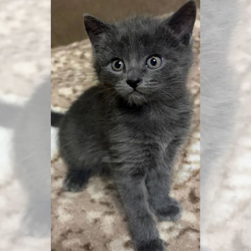 Британский короткошёрстный котёнок