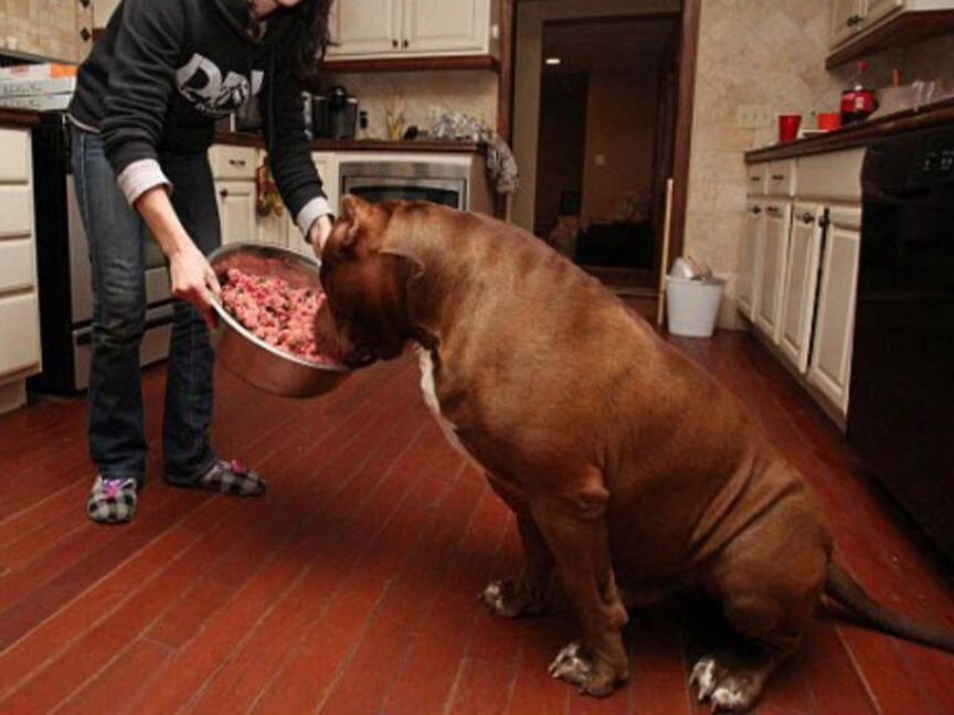 Питбуль Крупный Титан собака большая сторожевая