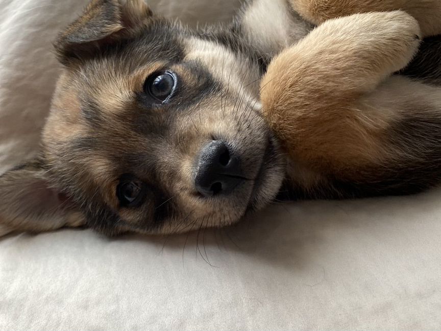 Щенок в добрые руки