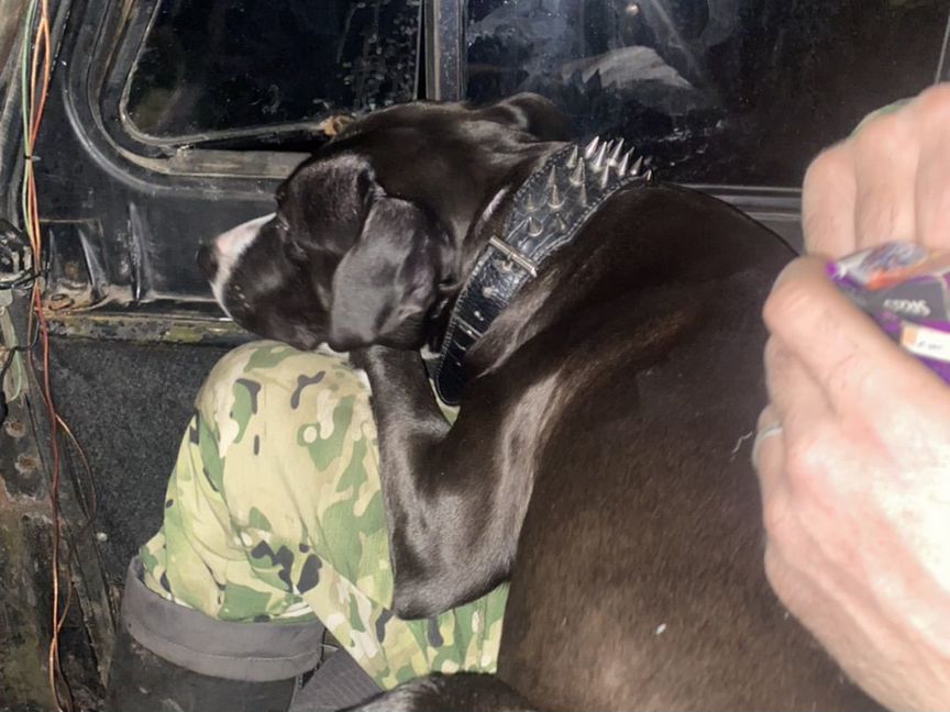 Американский стафф