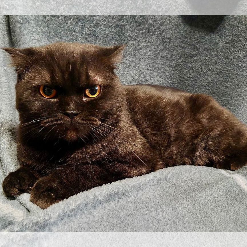 Британская короткошёрстная, взрослая кошка