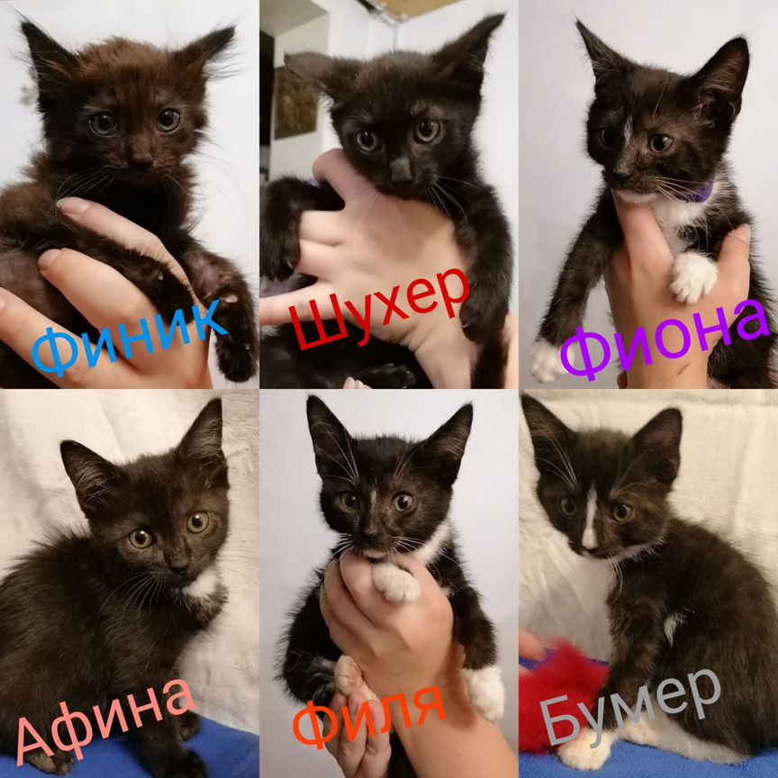 Котята красивые в добрые руки