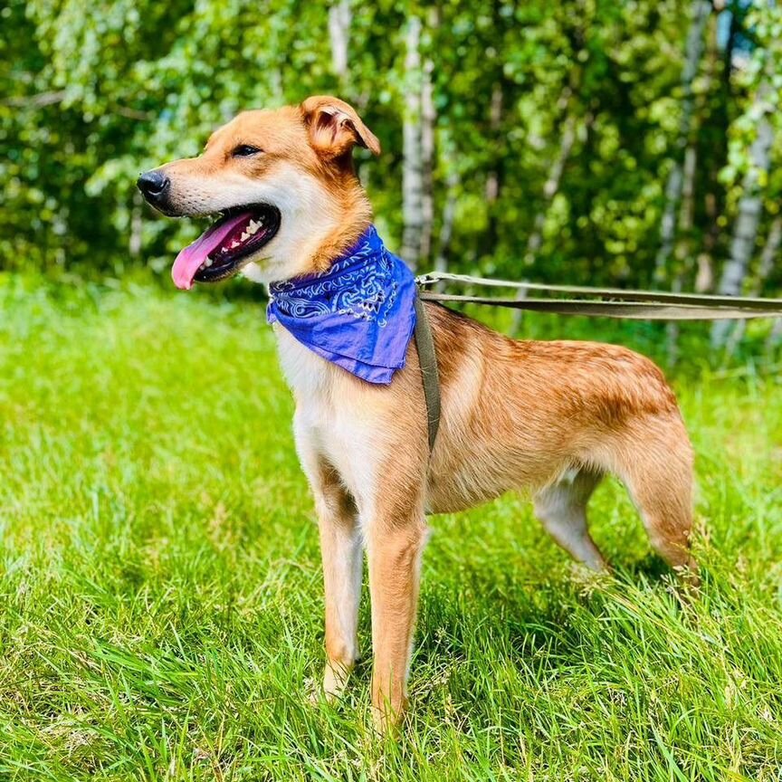 Милый Крекер в приюте