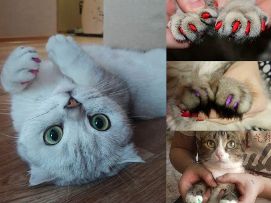 Антицарапки. Мягкие колпачки для кошачьих когтей