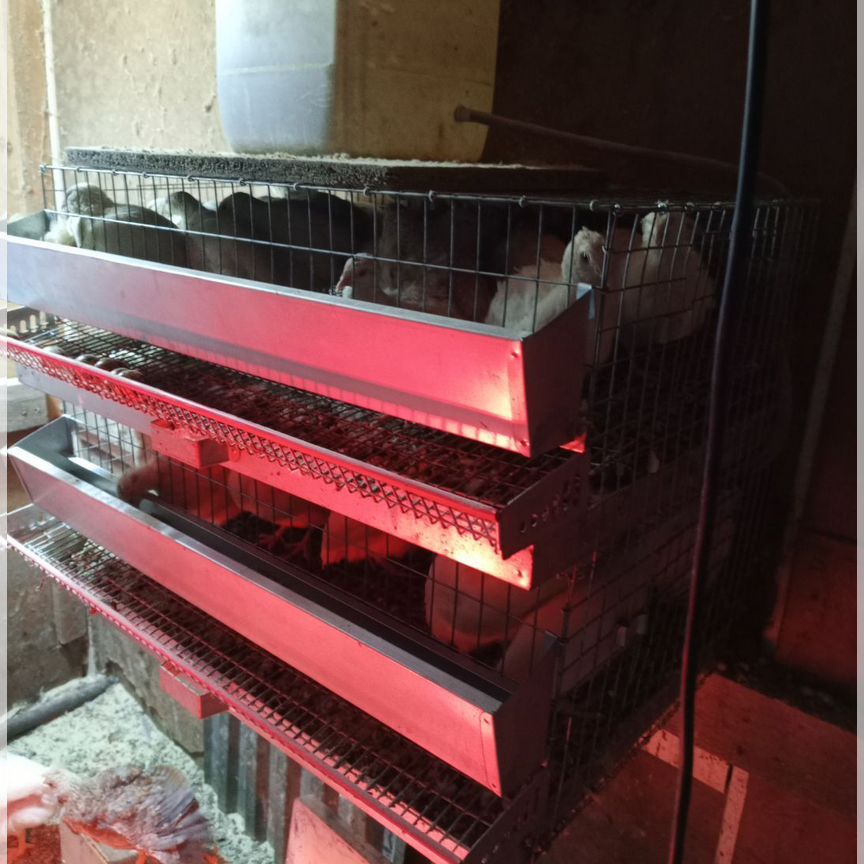 Перепела на мясо и на яйца