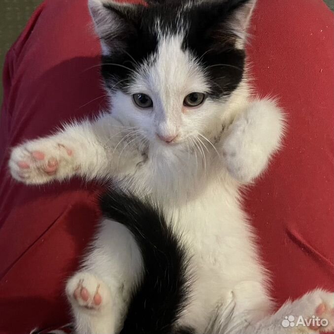 Котёночек мальчик 2 мес