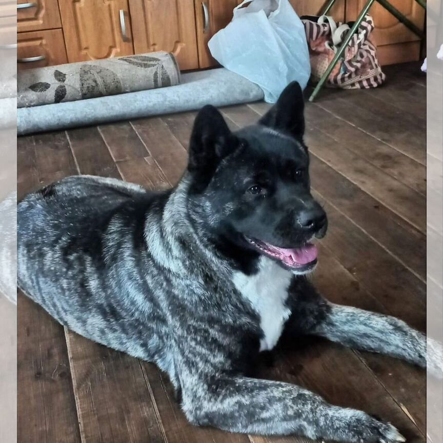 Ищем кавалера для американской акиты