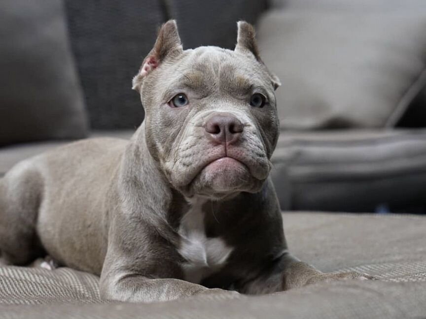 Американский булли - Красивый лилак