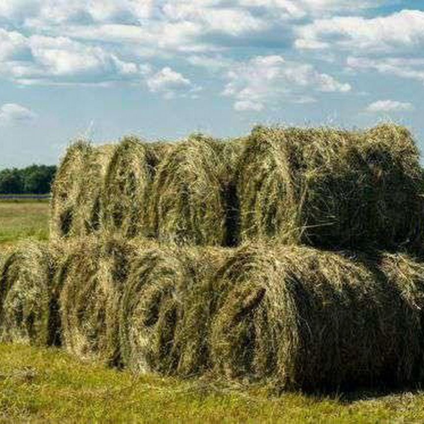 Сено в рулонах