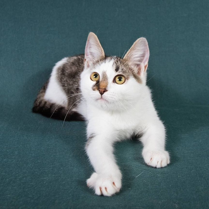 Бездомный котенок Веня в добрые руки