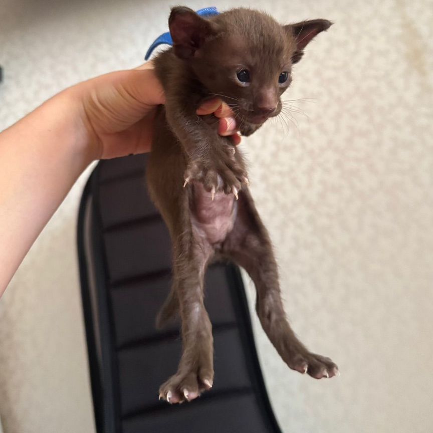 Ориентальный котёнок