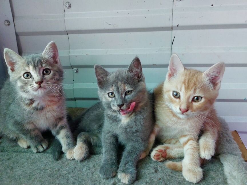 Котята в добрые руки бесплатно