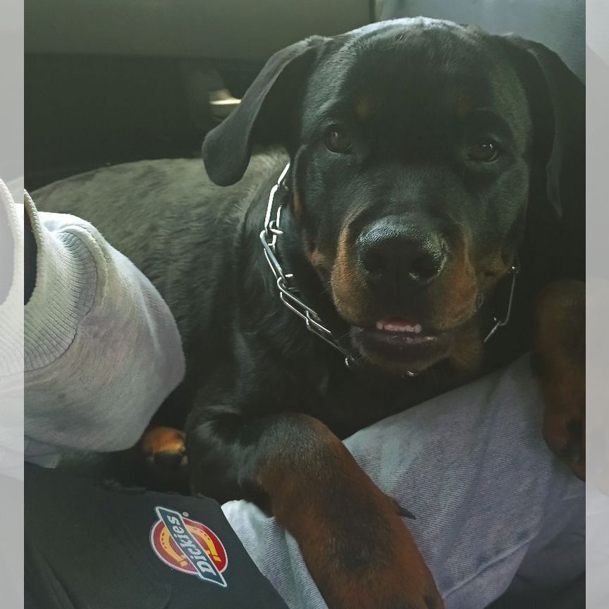 Ротвейлер, взрослый пёс