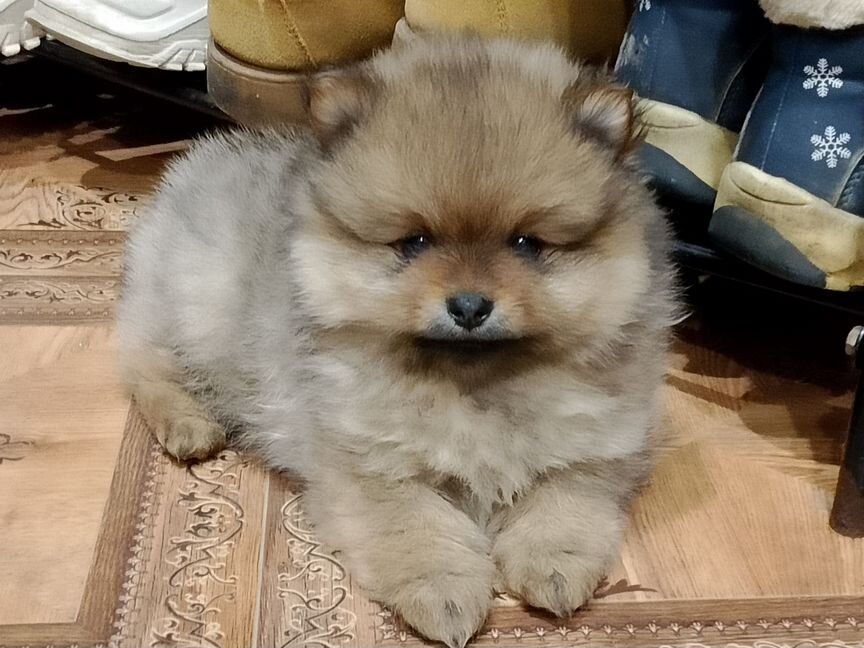 Померанский шпиц