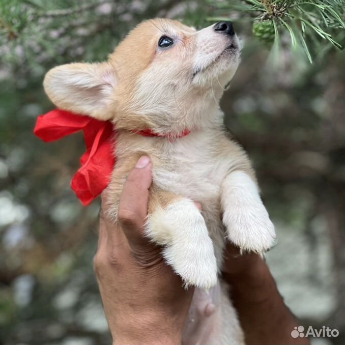 Вельш-корги пемброк, рыже-белый мальчик 2 мес