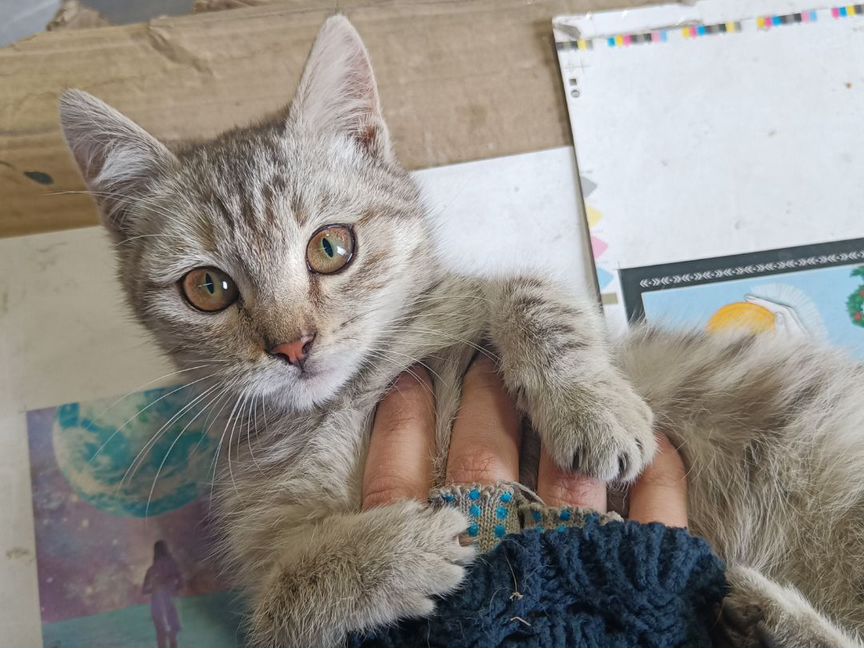 2 котенка, 3-4 месяца, обе кошки