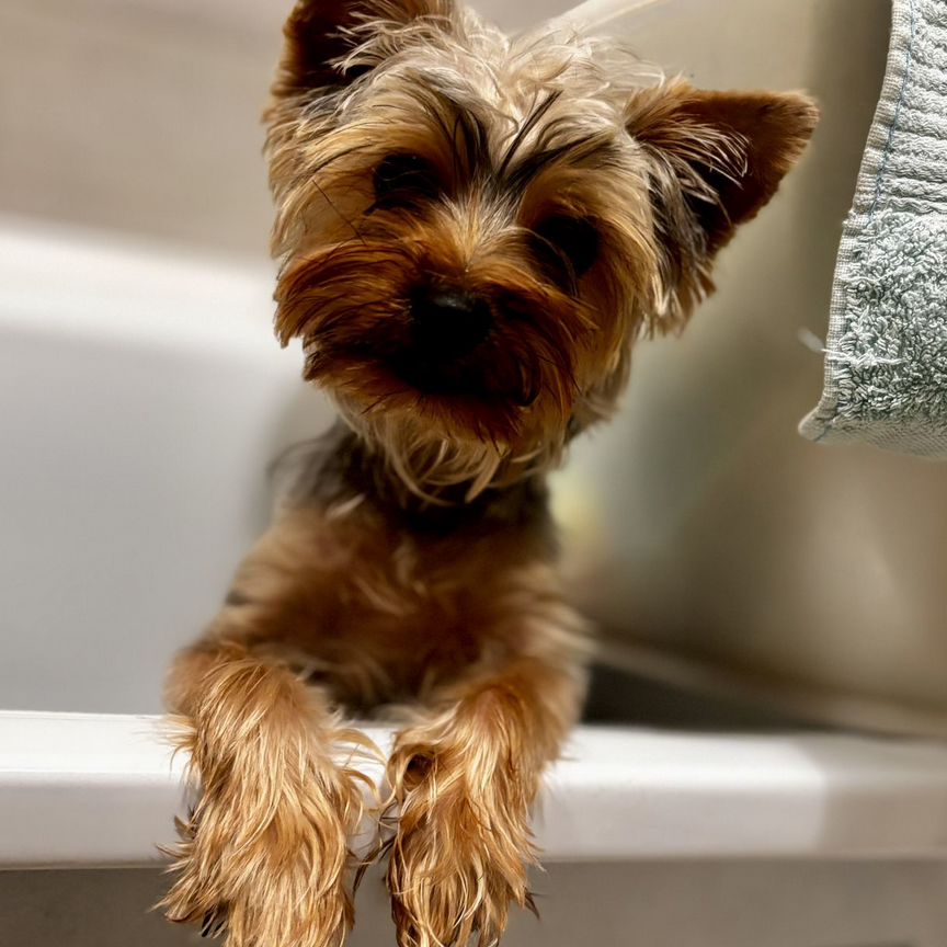 Йоркширский терьер мини девочка