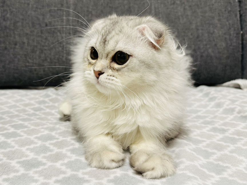 Шотландский вислоухий котенок