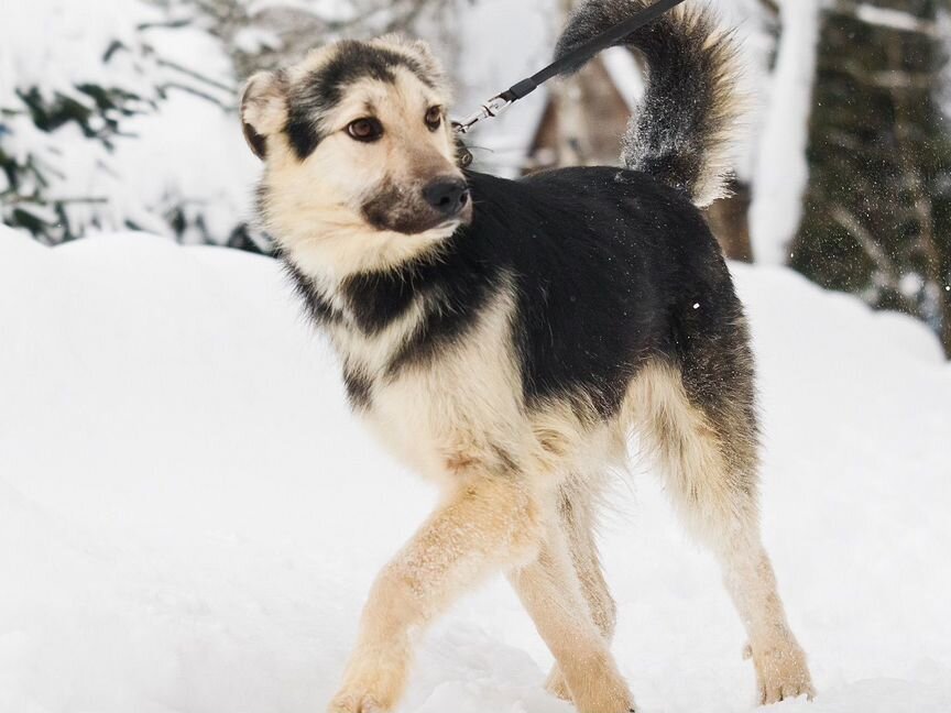 Щенок Томас розыскивает своих любящих родителей