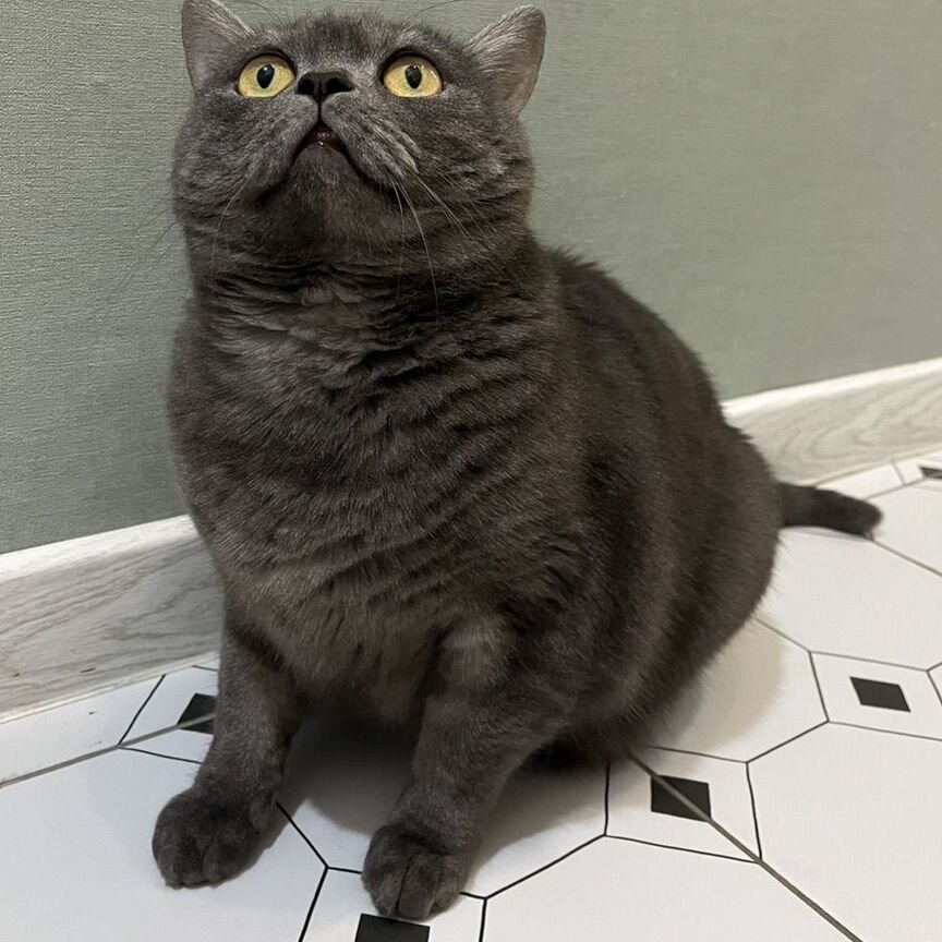 Британский кот