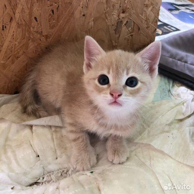 Котенок кремовый 1,5мес в добрые руки