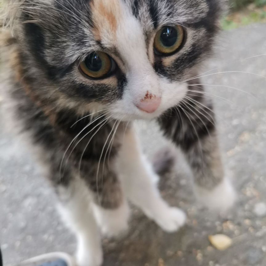 Отдам кошечку в добрые руки