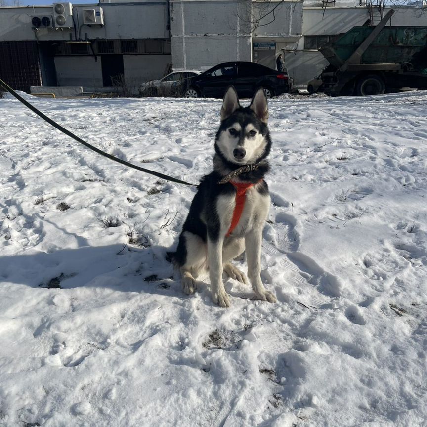 Хаски Алиса