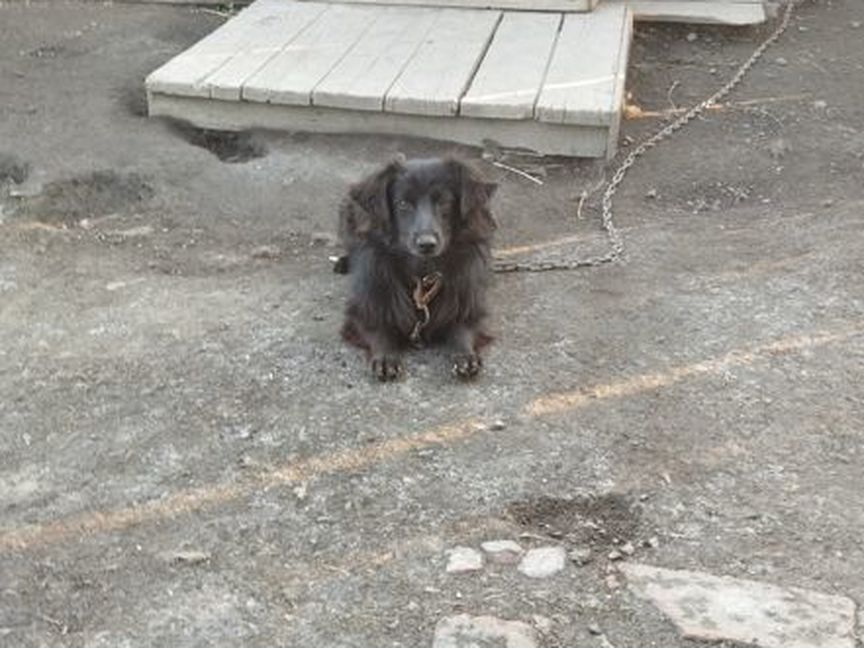 Собака в добрые руки