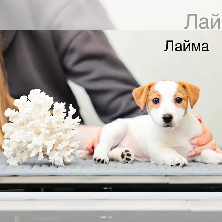 Высокопородные щенки Джек Рассел терьера