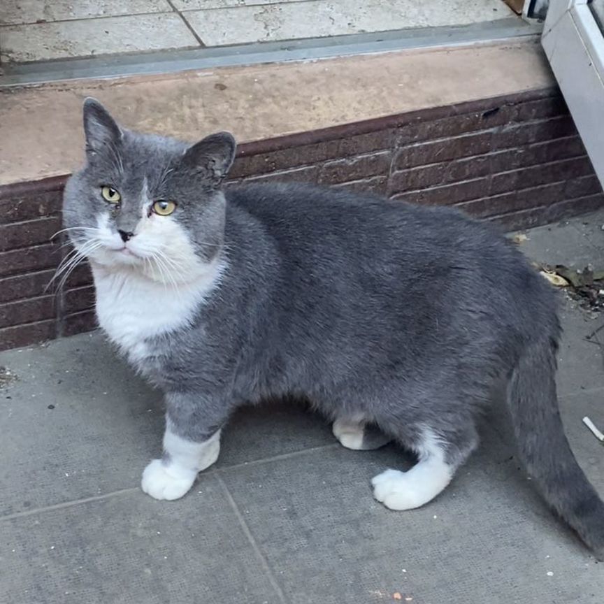 Ласковый добряк ищет дом