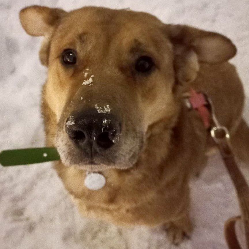 Взрослый пёс в добрые руки