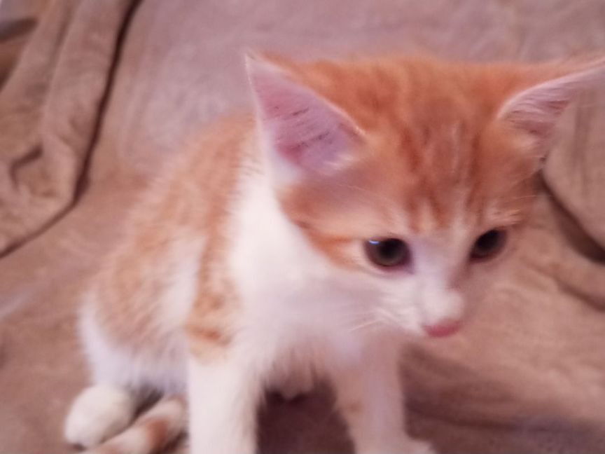 Котенок 2 месяца девочка
